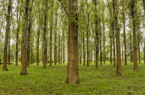 Pulizia del bosco privato Milano: bonifica e manutenzione